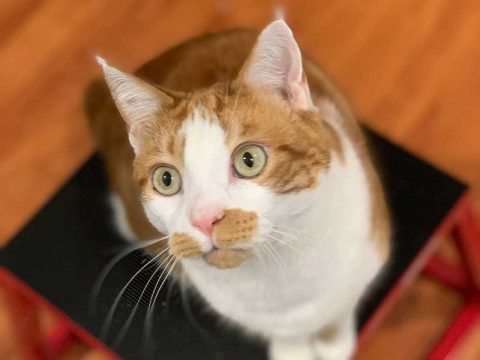 Cat Behaviour and Training - Animal Behaviour Matters